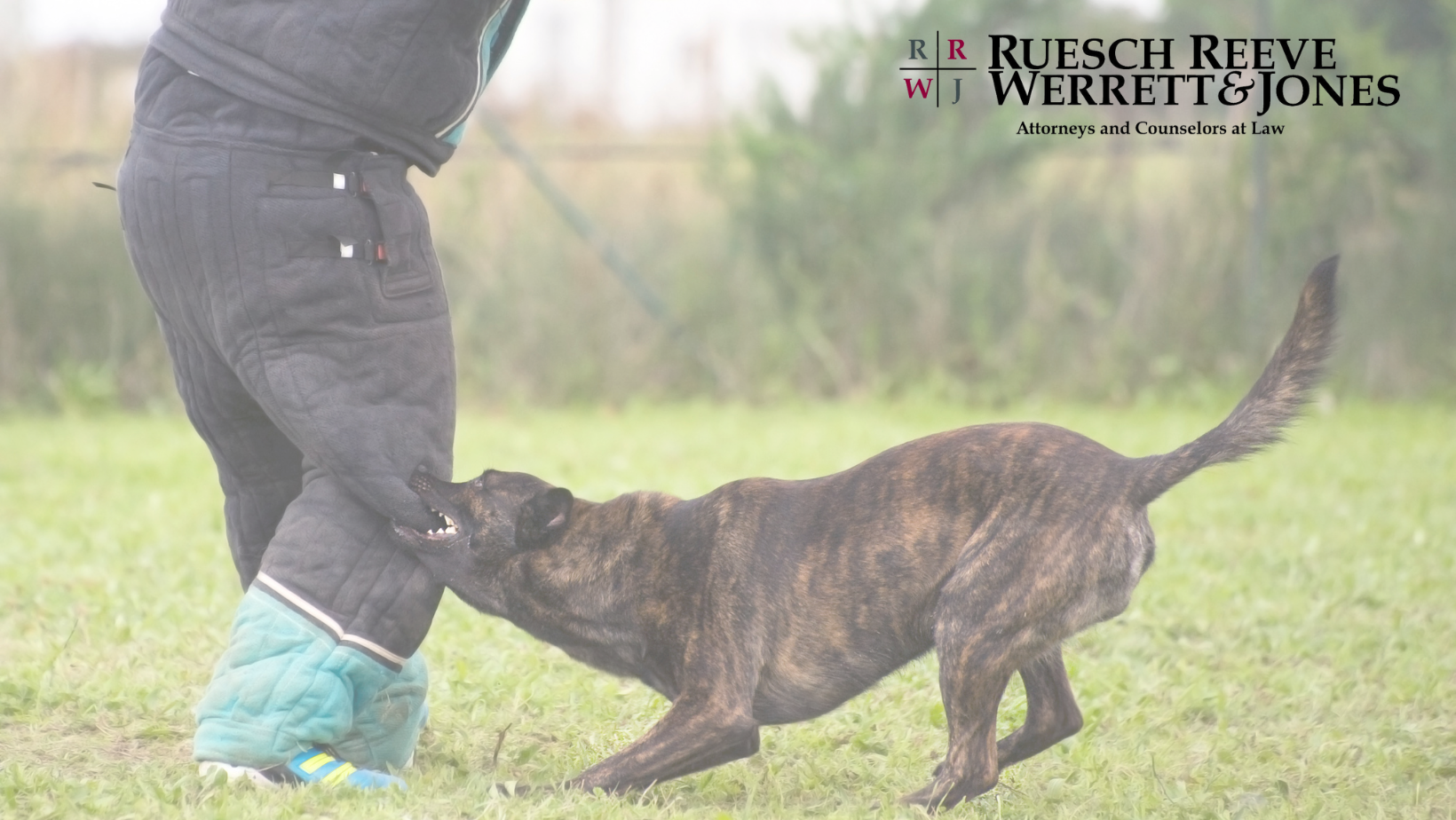 Dog Bite Laws in Utah: What You Need to Know After an Animal Attack ...